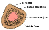 clase de biologia: LAS PROTEINAS