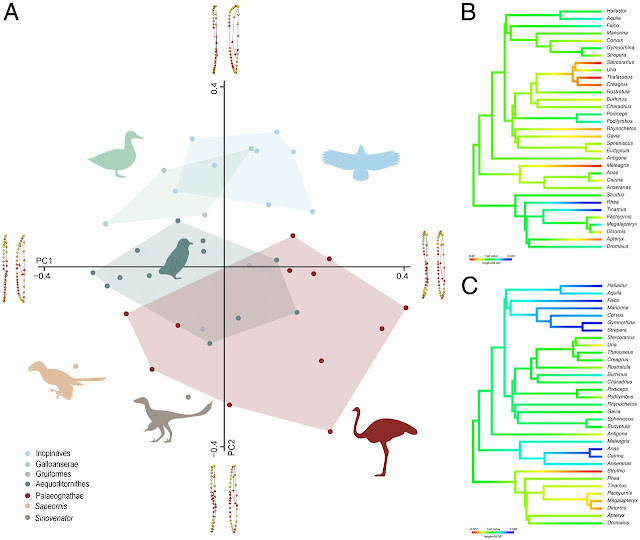 Analysis of Early Cretaceous Paraves shows a recent origin for the ...