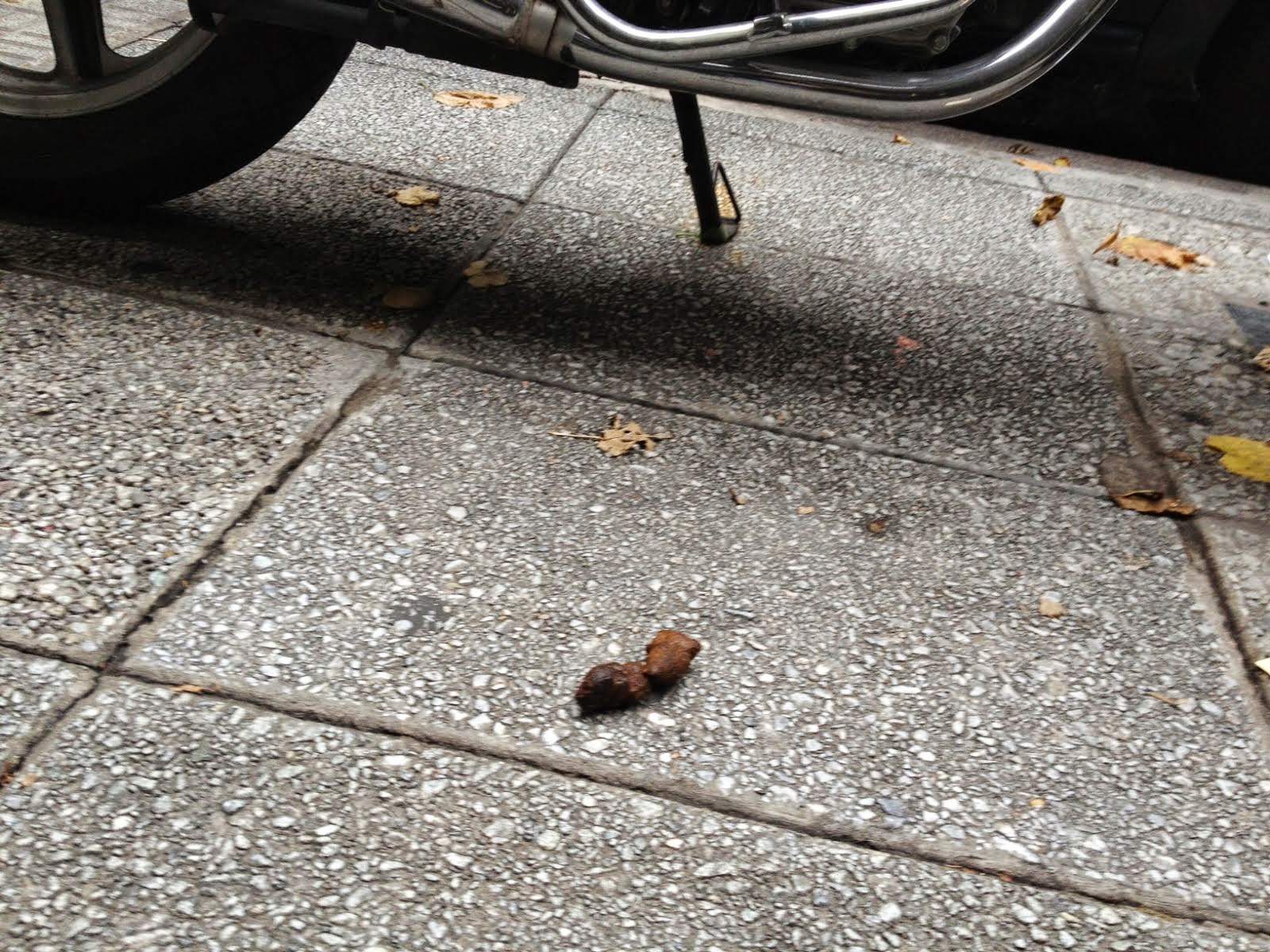 Estoy Harto de la Mierda de Perro