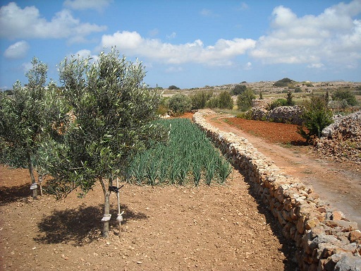 Merill Eco Tours: Agriculture - The Industry that shaped Malta's Landscape