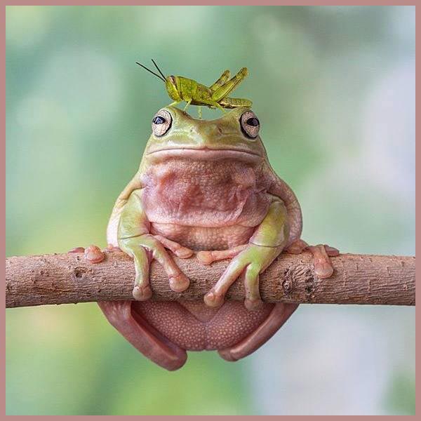 Omamori - Japanese Amulets: Kaeru Frog Amulet