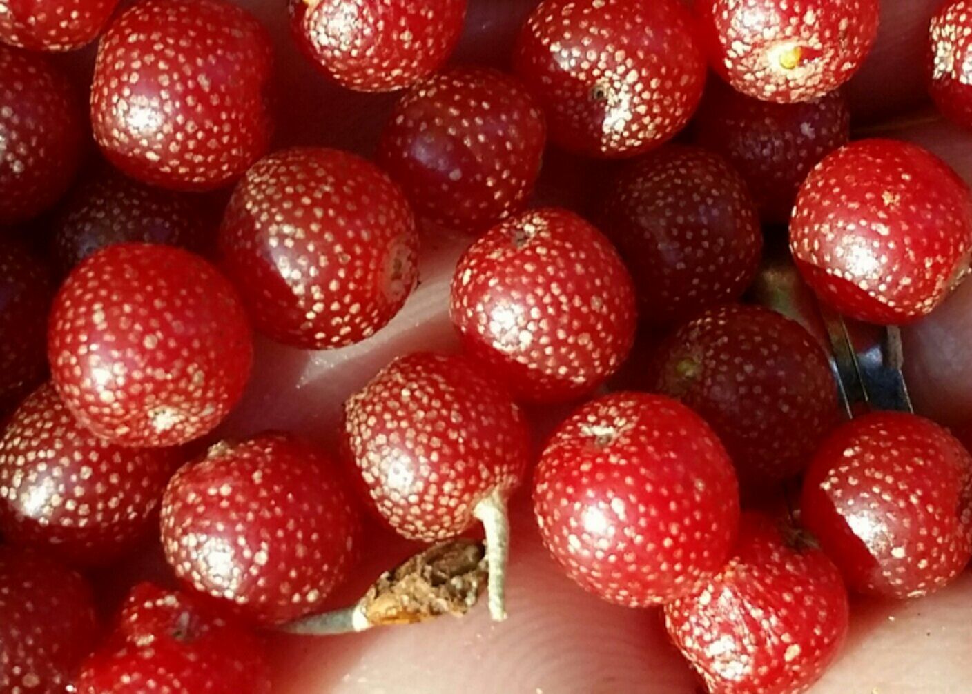 Momzdailyscoops: Autumn Berry Inspired Product Review