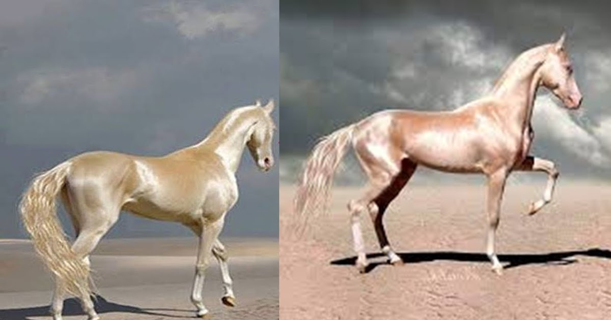 Paling Cantik Di Dunia, Baka ‘Kuda Emas’ Milik Nabi Muhammad Dijual ...