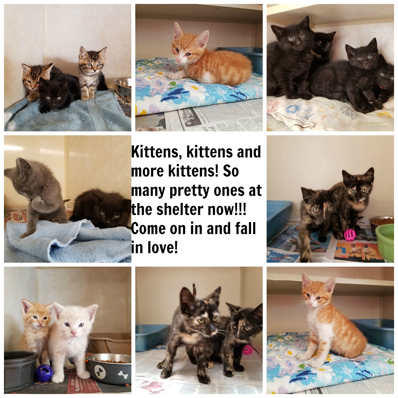 TLC Animal Shelter News: 2019