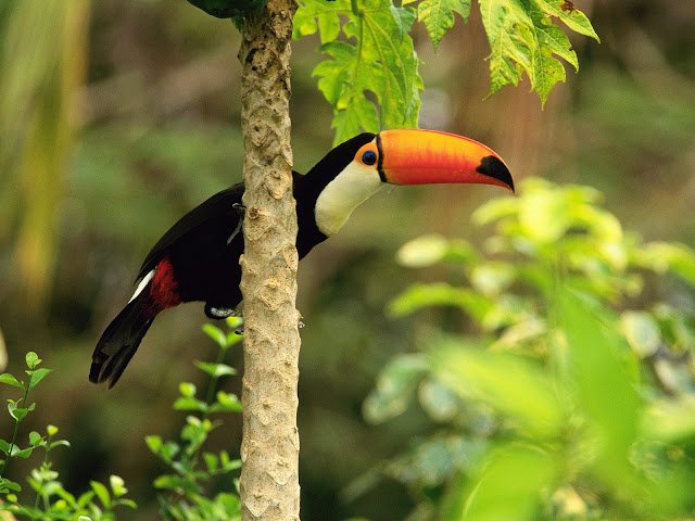 Amazing Toucan Bird - Toucans Facts, Photos, Information, Habitats ...