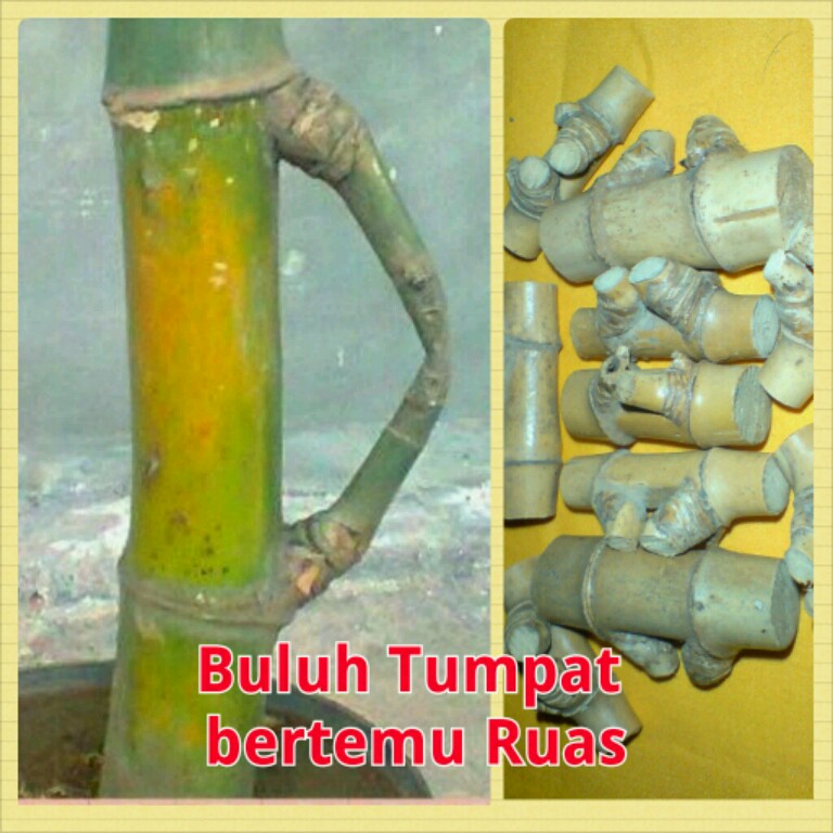 Koleksi Geliga & Khazanah Asli: Buluh tumpat bertemu ruas indera sakti