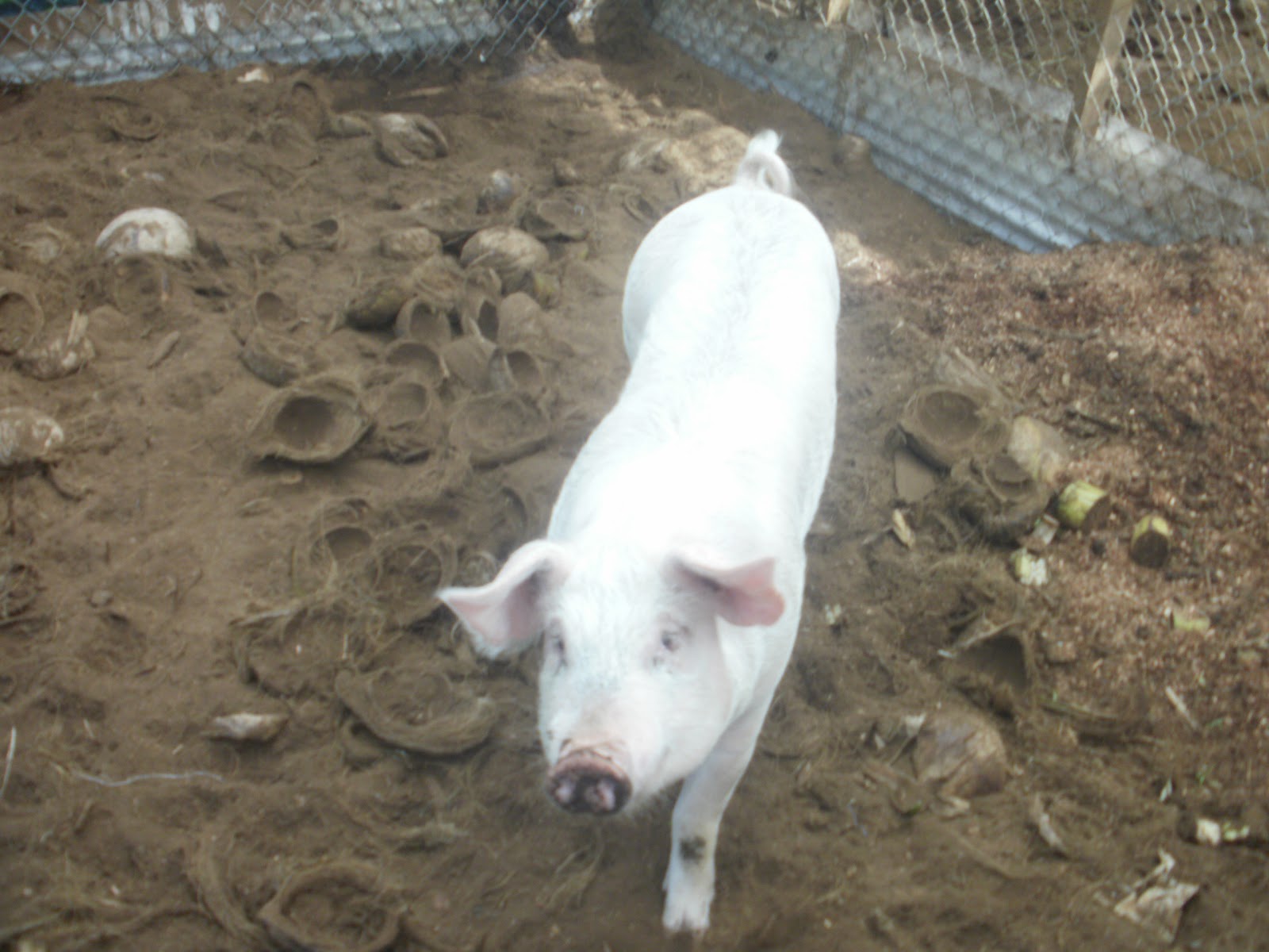 Hubbell's Hog Heaven: Time to Catch Up, Part 1: The Piggery