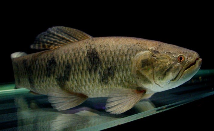 Artes de Pesca: VAMOS A PESCAR TARARIRA