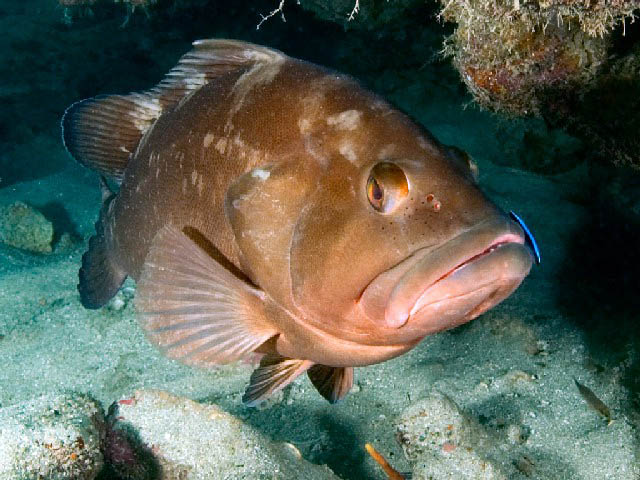 Red Grouper ~ Aquatic Animals