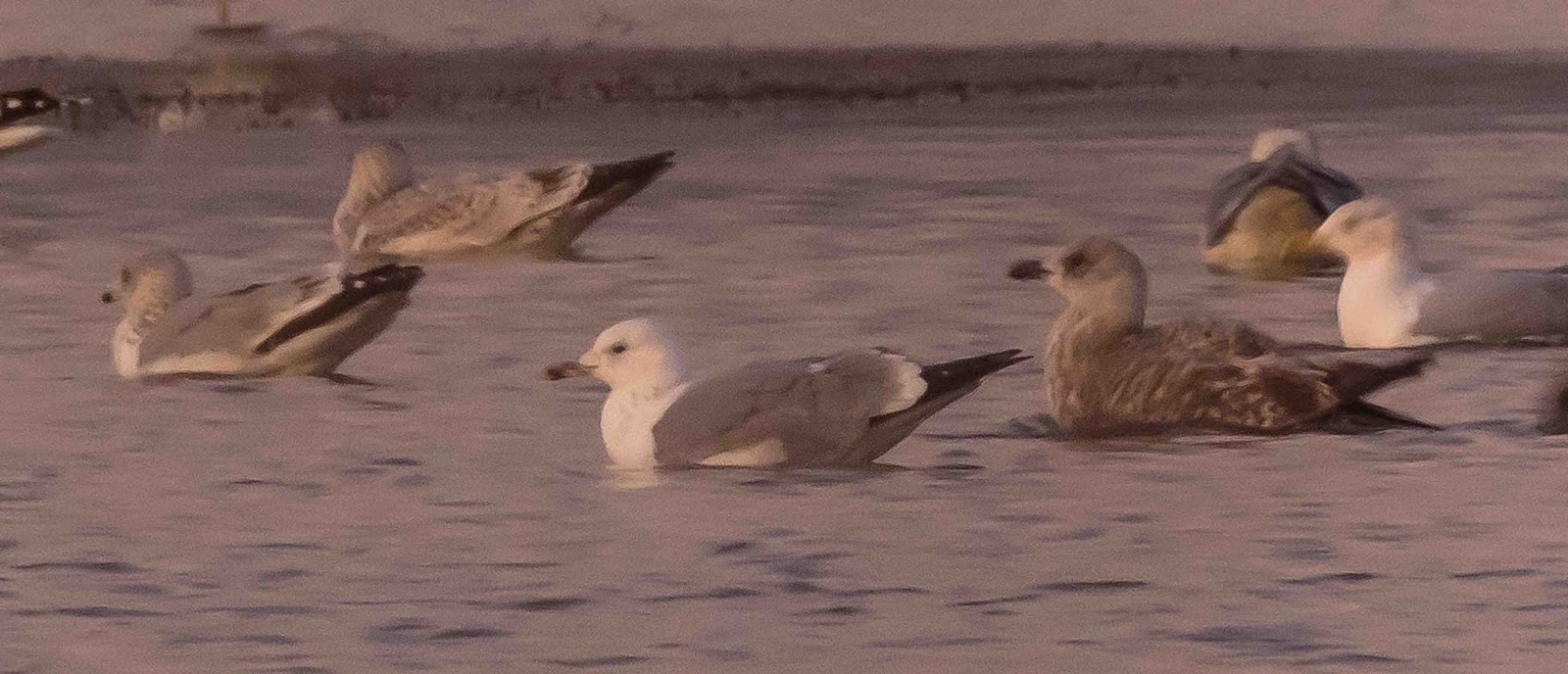 TropicBirdArt Blog from Holt: 20191129 Caspian Gull 3rd winter, 2nd ...