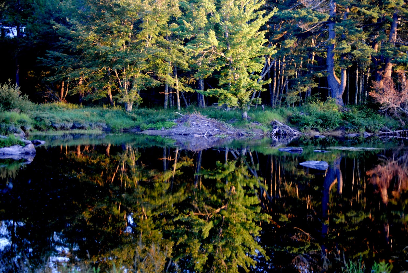 Field Notes and Photos: Beaver at the Cable Pool, Narraguagus River, Maine