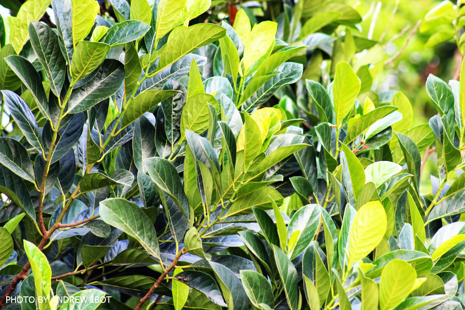 Ako si ANDREW IBOT!: Langka ( Artocarpus heterophylla Lmk)