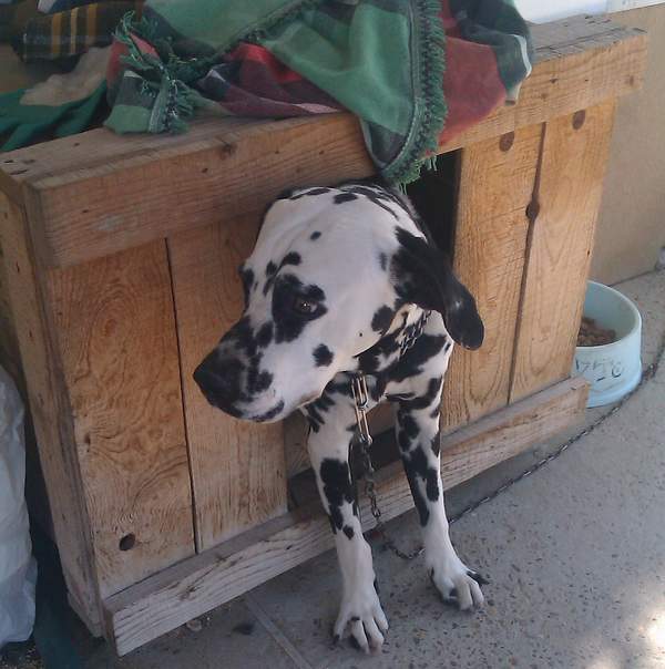 NOBLE GALGO: CADIZ- DALMATA ATADO TODA SU VIDA A UNA CADENA DE METRO Y ...