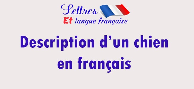 Description d'un chien en français - Lettres et langue française