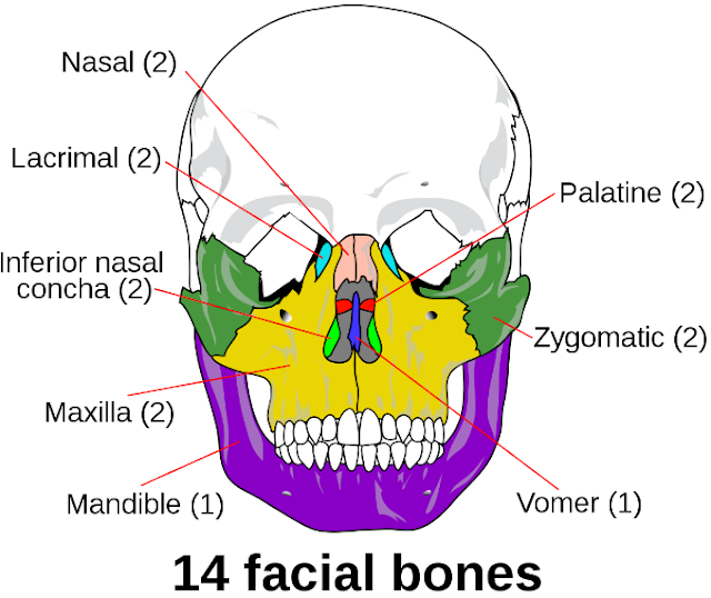 Anatomi Tulang Wajah Manusia - Anatomi Tutorial