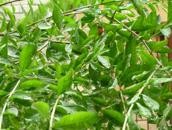 Daun Pacar sebagai Obat Tradisional