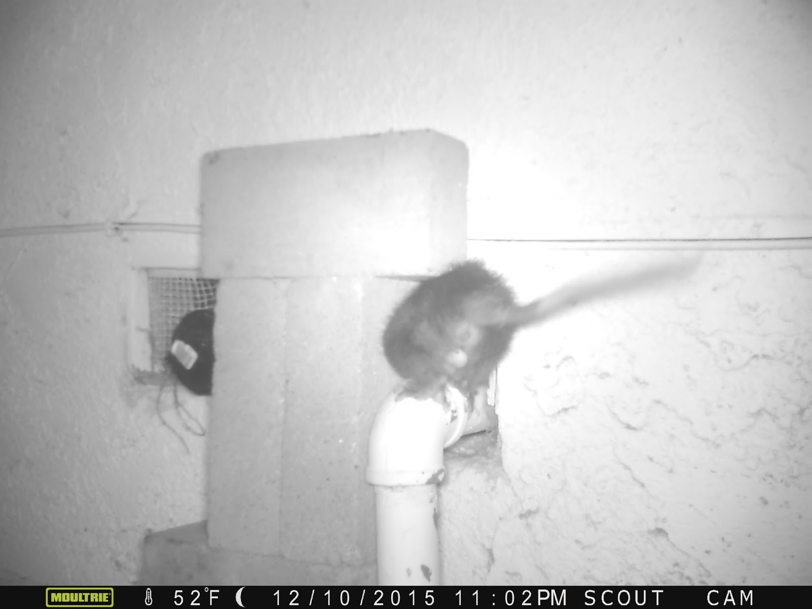 Breathing Treatment: Skunks and possums, still trying to cohabitate