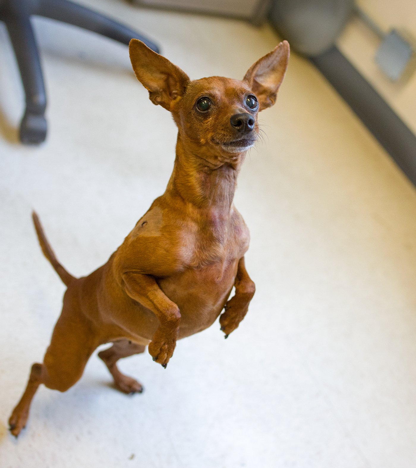 Min Pin Mix Min Pin Mix