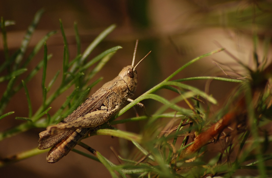List of English and Tagalog Names of Insects - Filipino Parenting