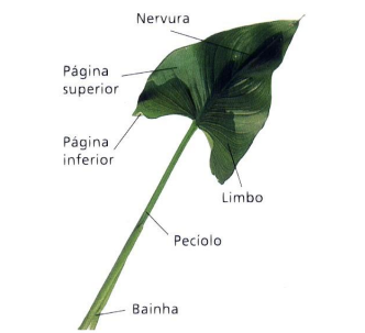Morfologia Vegetal