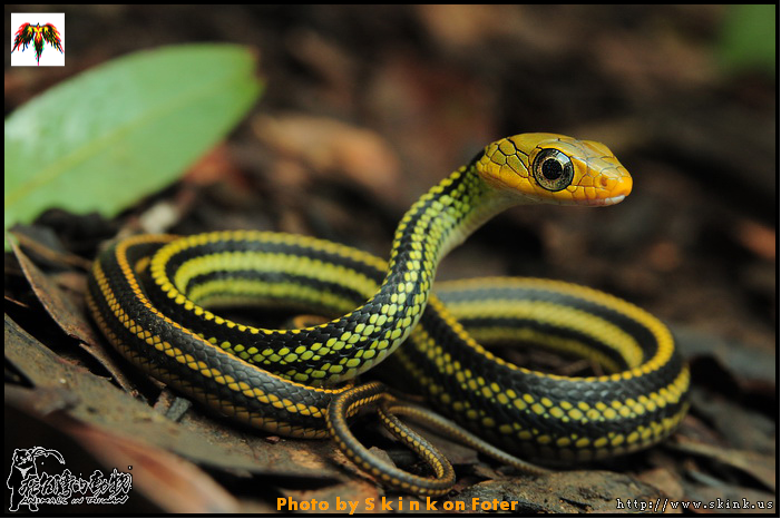 Turing y los patrones de desarrollo en los animales آلان تورنغ ونماذج ...