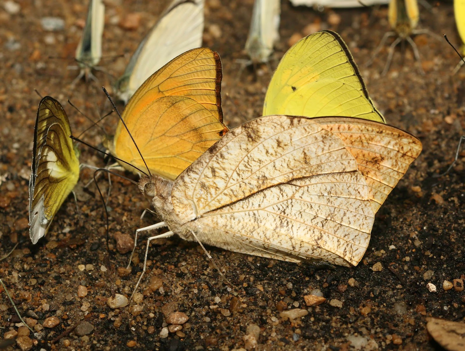 Butterflies of Vietnam: 64. Hebomoia glaucippe glaucippe (The Great ...