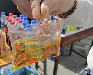 Live Fish and Turtles Sold as Keychains in China