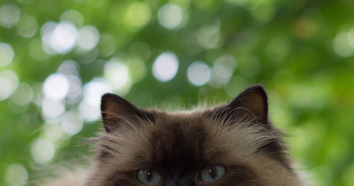 Kucing Himalayan (United States) | meotuna