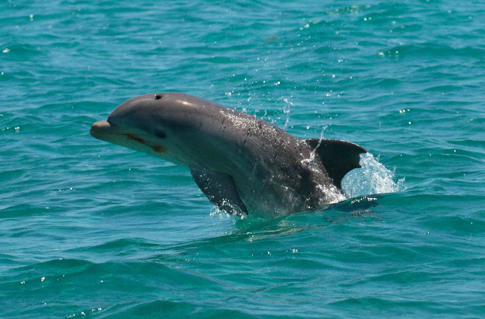 Today in Abaco: Dolphin Summer Fun!