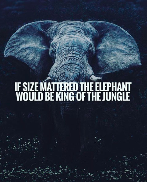 If Size Mattered Then The Elephant Would Be King Of The Jungle