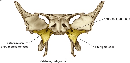Que Es Apofisis Pterigoides - pedir cita seguridad social andalucia