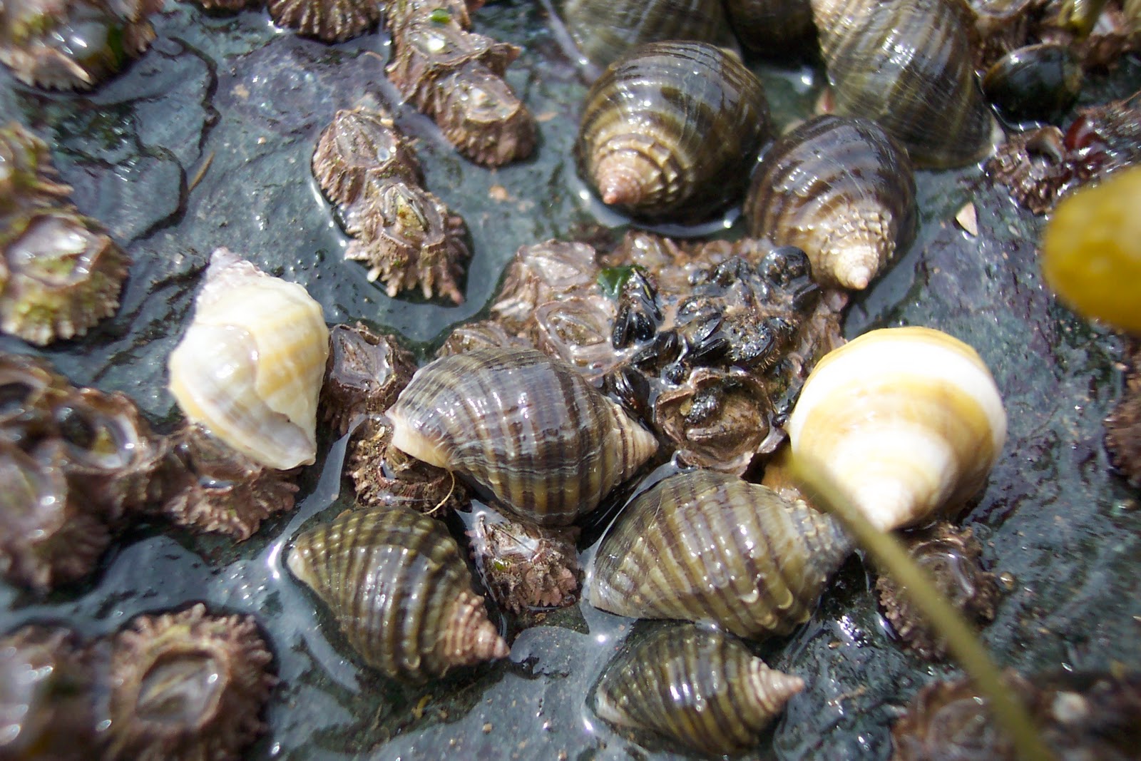 Huntsman Marine Science Centre: Dogwinkle