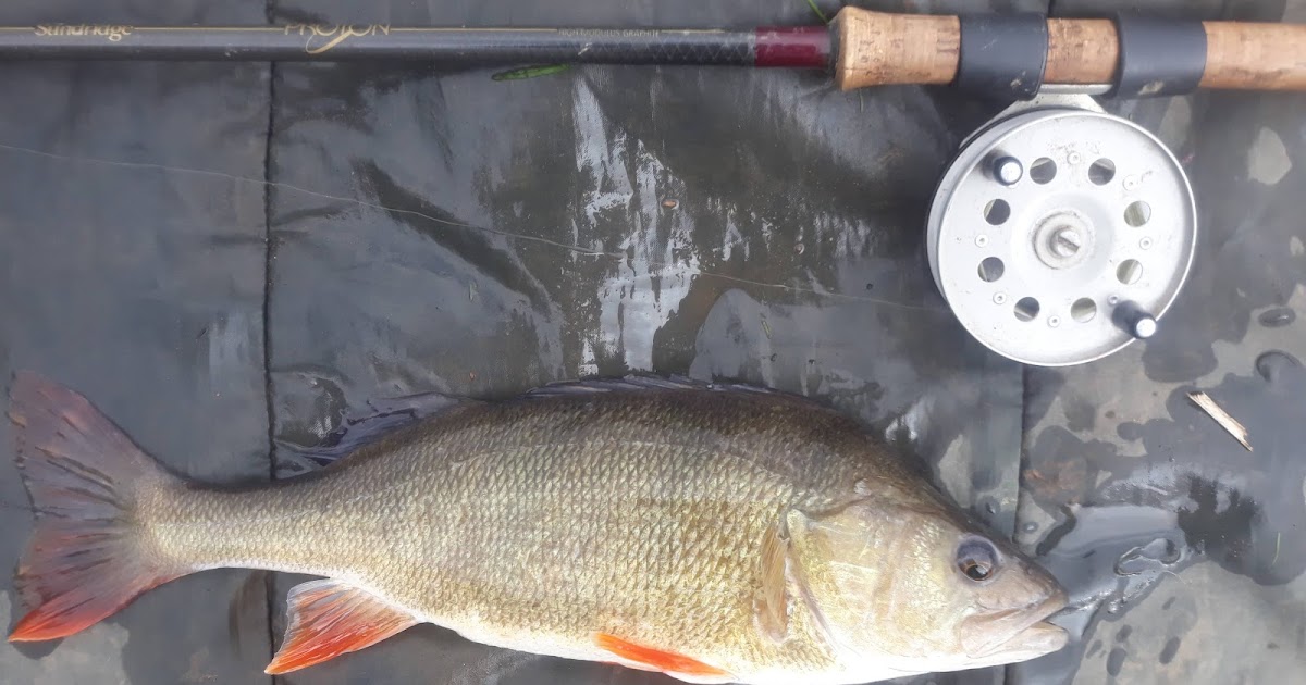 Fishy Business, an angler's journal.: Perch bring spring action