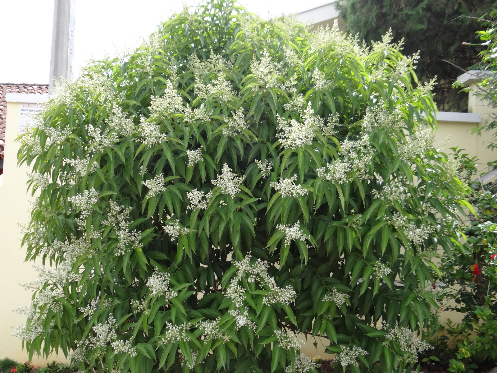 Blog do Ademir Carosia: Jacatirão