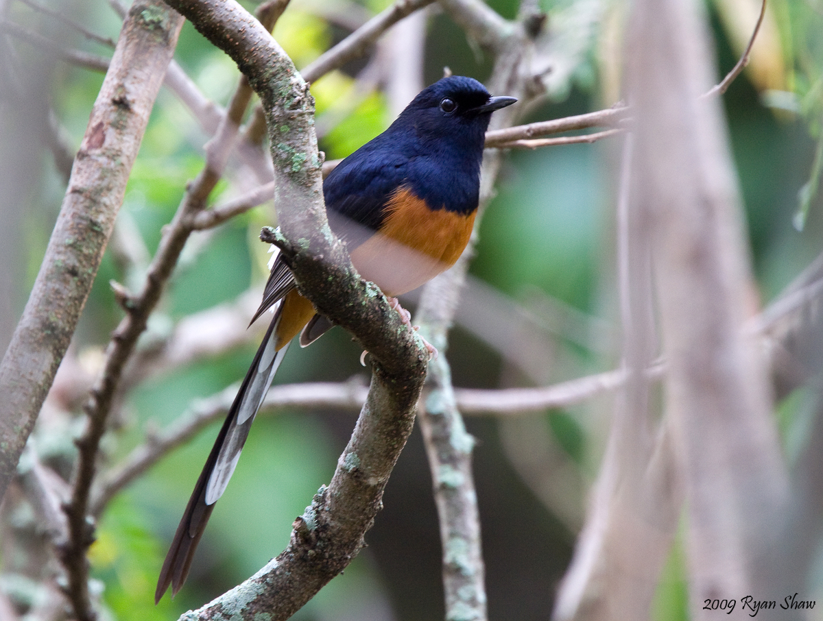 CUTE WILDLIFE: White-rumped Shama