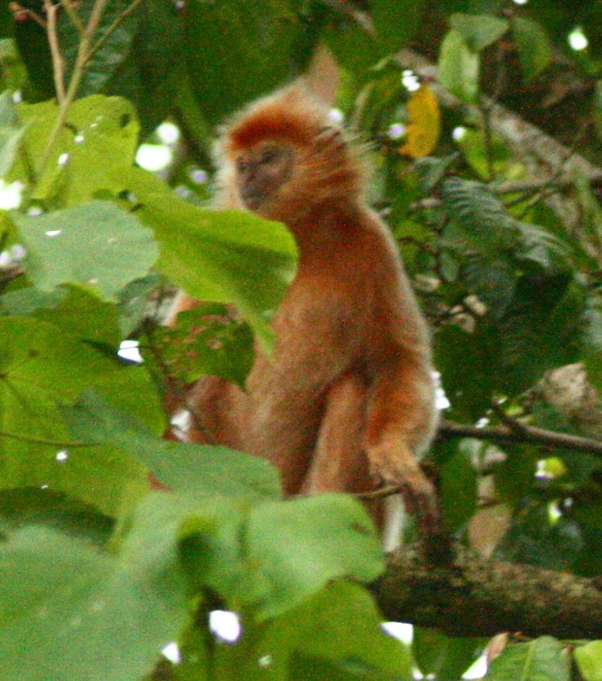 Nature and Politics: Odd colour morphs in leaf monkeys