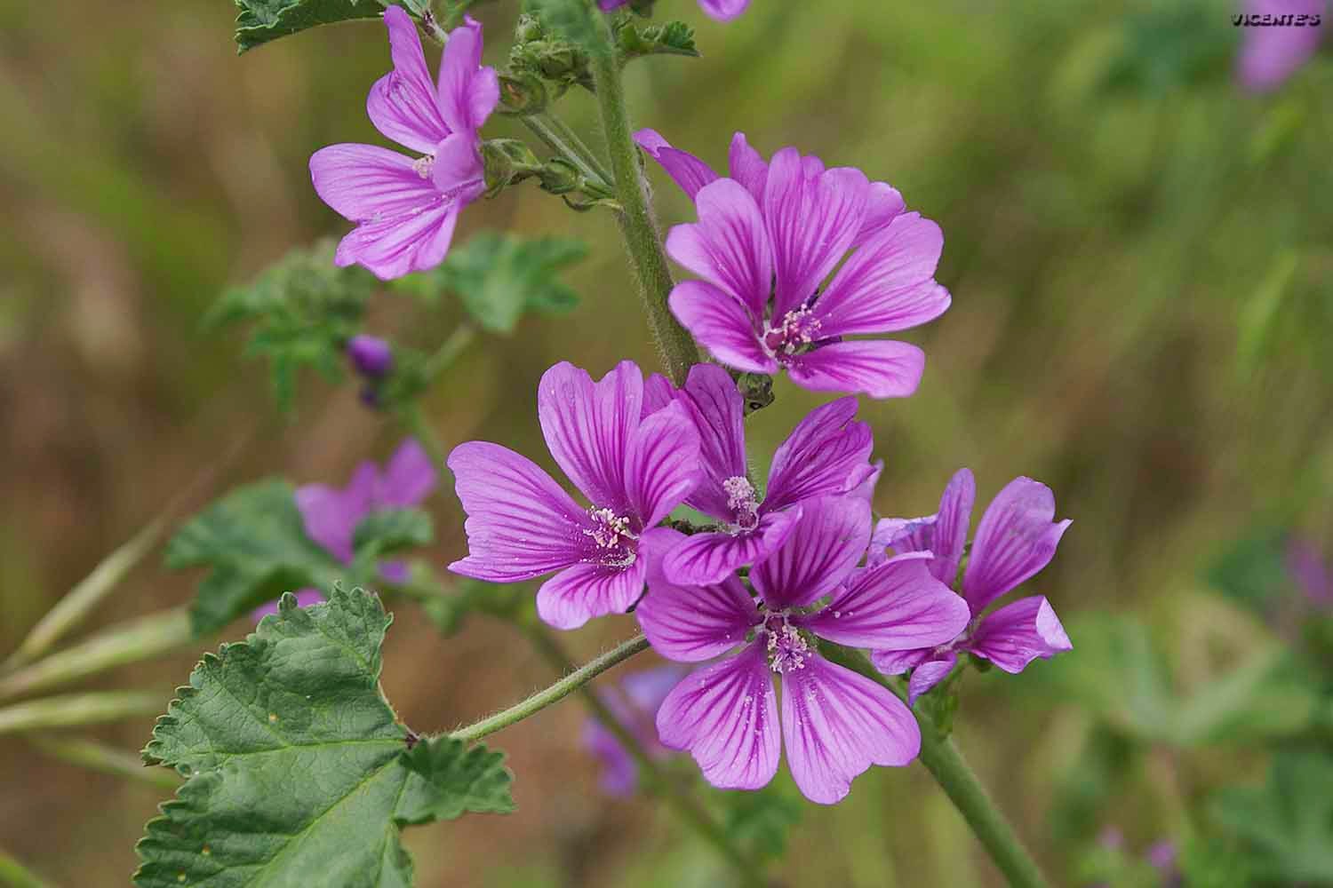 Las flores silvestres de Hormaza: Malva sylvestris