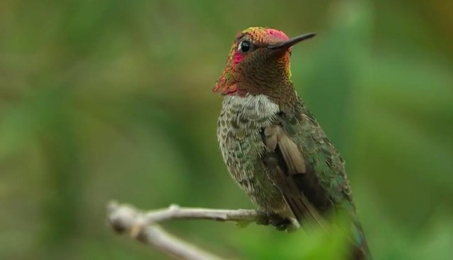 Surakav Bird, God’s Incredible and Unbelievable Creations of Nature ...