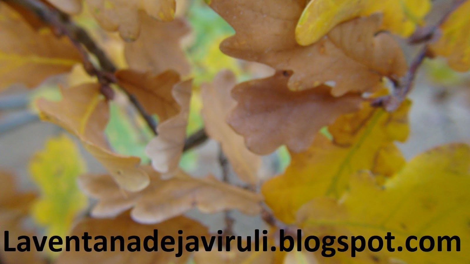 LA VENTANA DE JAVIRULI: CÓMO SEMBRAR ROBLES DESDE BELLOTA (Quercus robur)