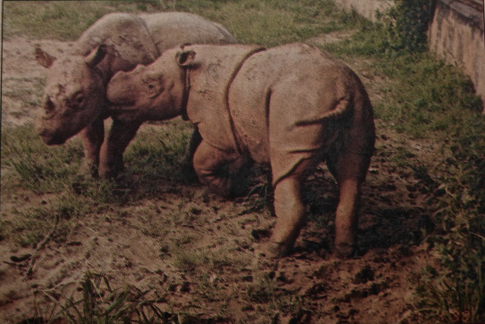 RED Door To Hunt: Angan-angan Mencari Badak Raya -Rhinoceros sondaicus ...