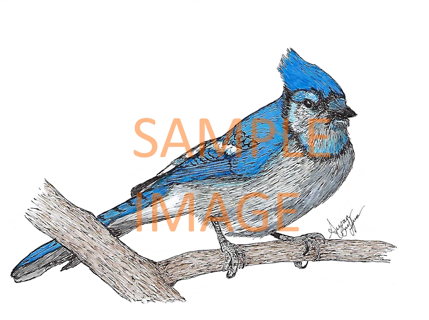 Susan Buffum- Author: Birds