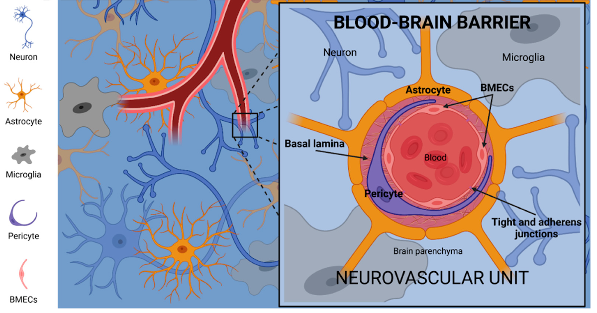 Blood-Brain Barrier