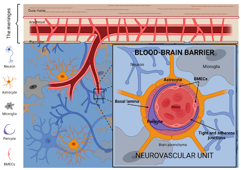 Blood-Brain Barrier