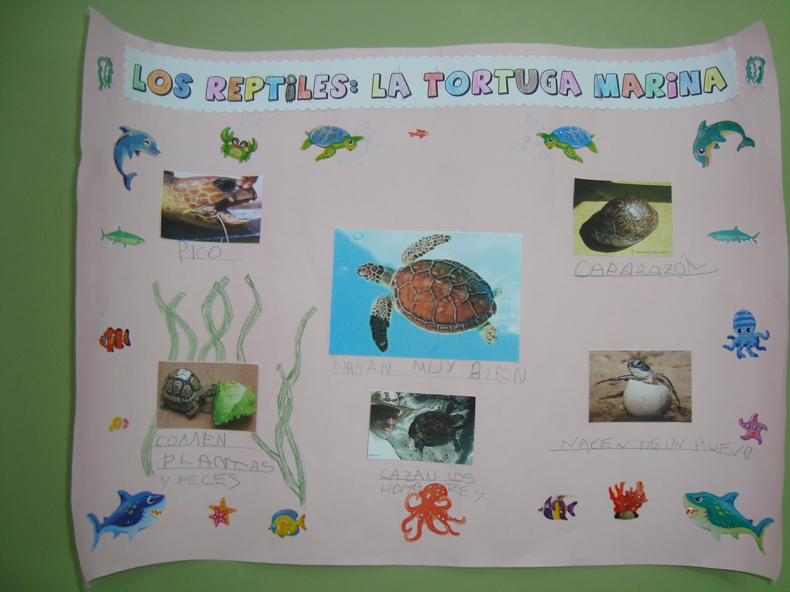Plastificando ilusiones: La tortuga