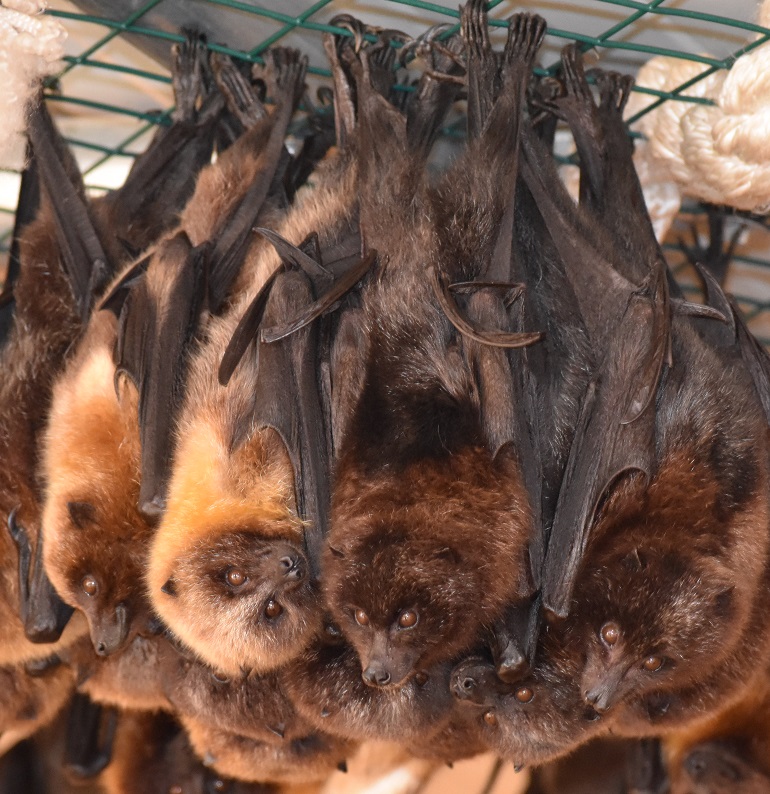 ZOOTOGRAFIANDO (6.100 ANIMALS): ZORRO VOLADOR DE LA ISLA RODRIGUES ...