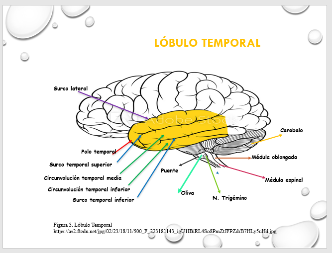 [Lóbulo Cerebral Temporal]