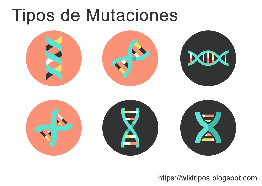 Tipos de mutaciones: DESCUBRE los 3 tipos principales
