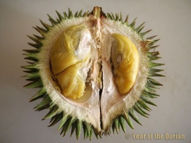 Under The Angsana Tree: Wild Durians From East Malaysia - Sabah & Sarawak‏