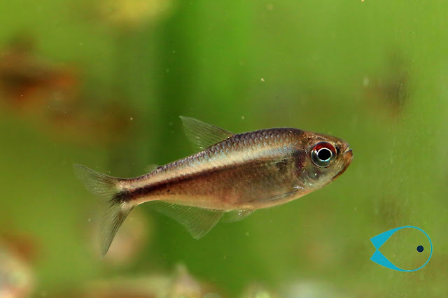 草藝水族: 彩月可卡(Moenkhausia sp.)