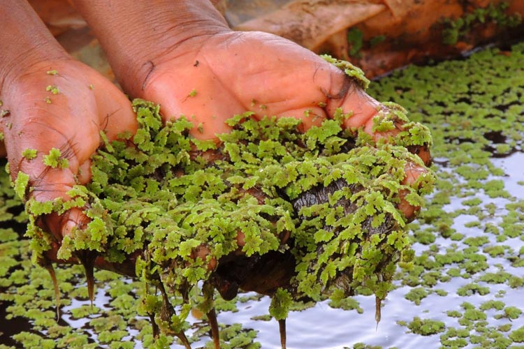 Azolla as Green Manure and Bio-fertilizer